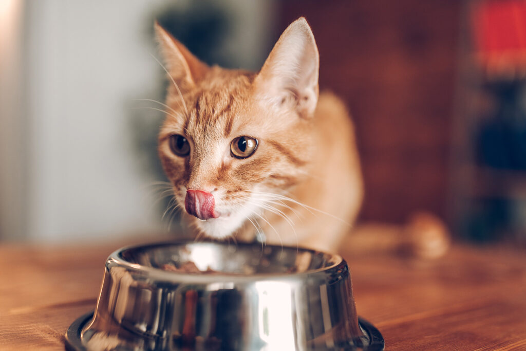 Q&A: Hurayra halal cat food founder, Aihtsham Rashid - Hyphen