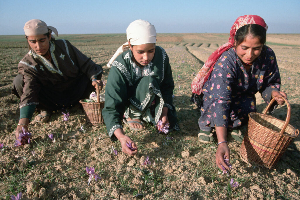 The story of saffron, from ancient Persia to Essex - Hyphen