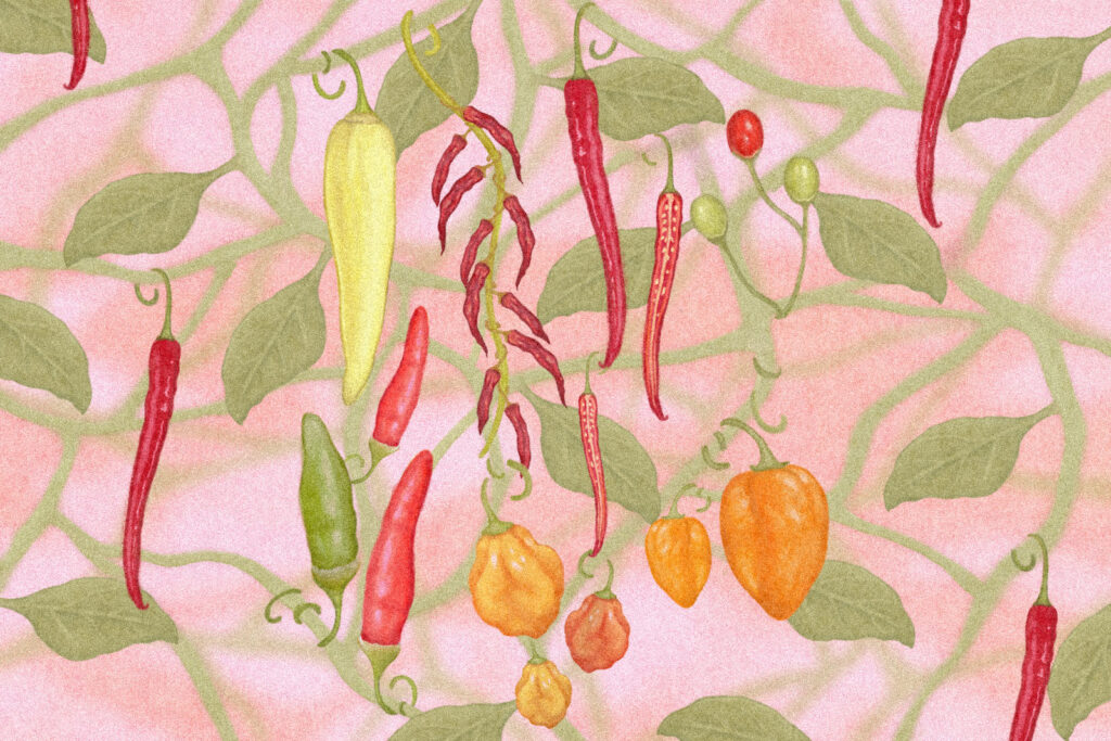 Cardamom: all hail the queen of spices - Hyphen
